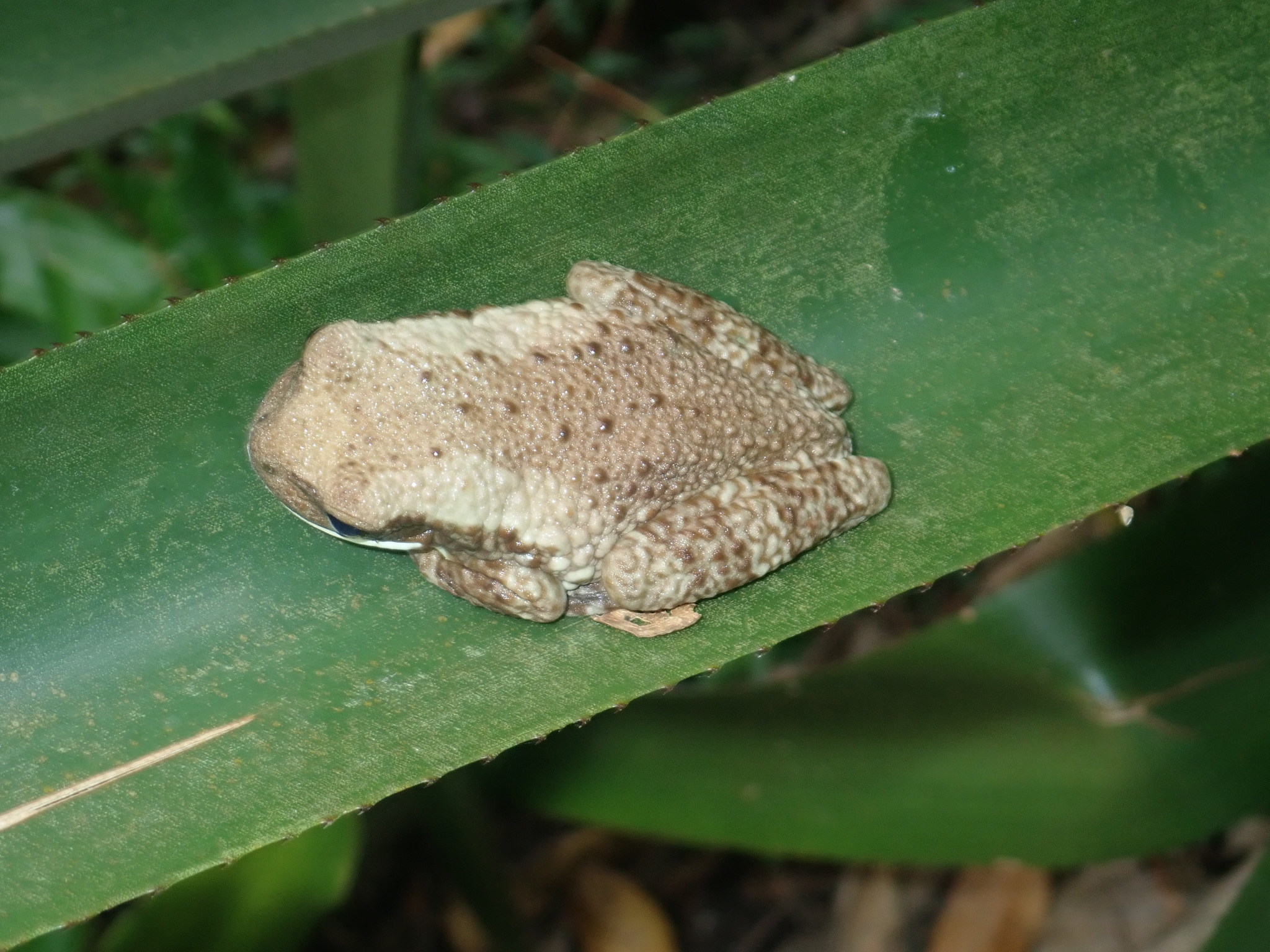 Trachycephalus typhonius (Linnaeus, 1758)