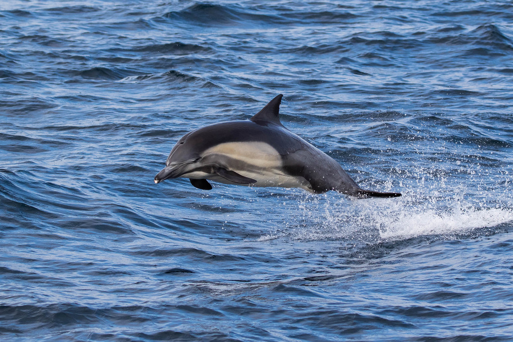 Eastern Pacific Long-beaked Common Dolphin (Delphinus delphis bairdii ...