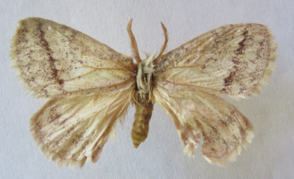 Phiala bistrigata from Likasi, Congo on October 18, 1966 by jmmaes ...