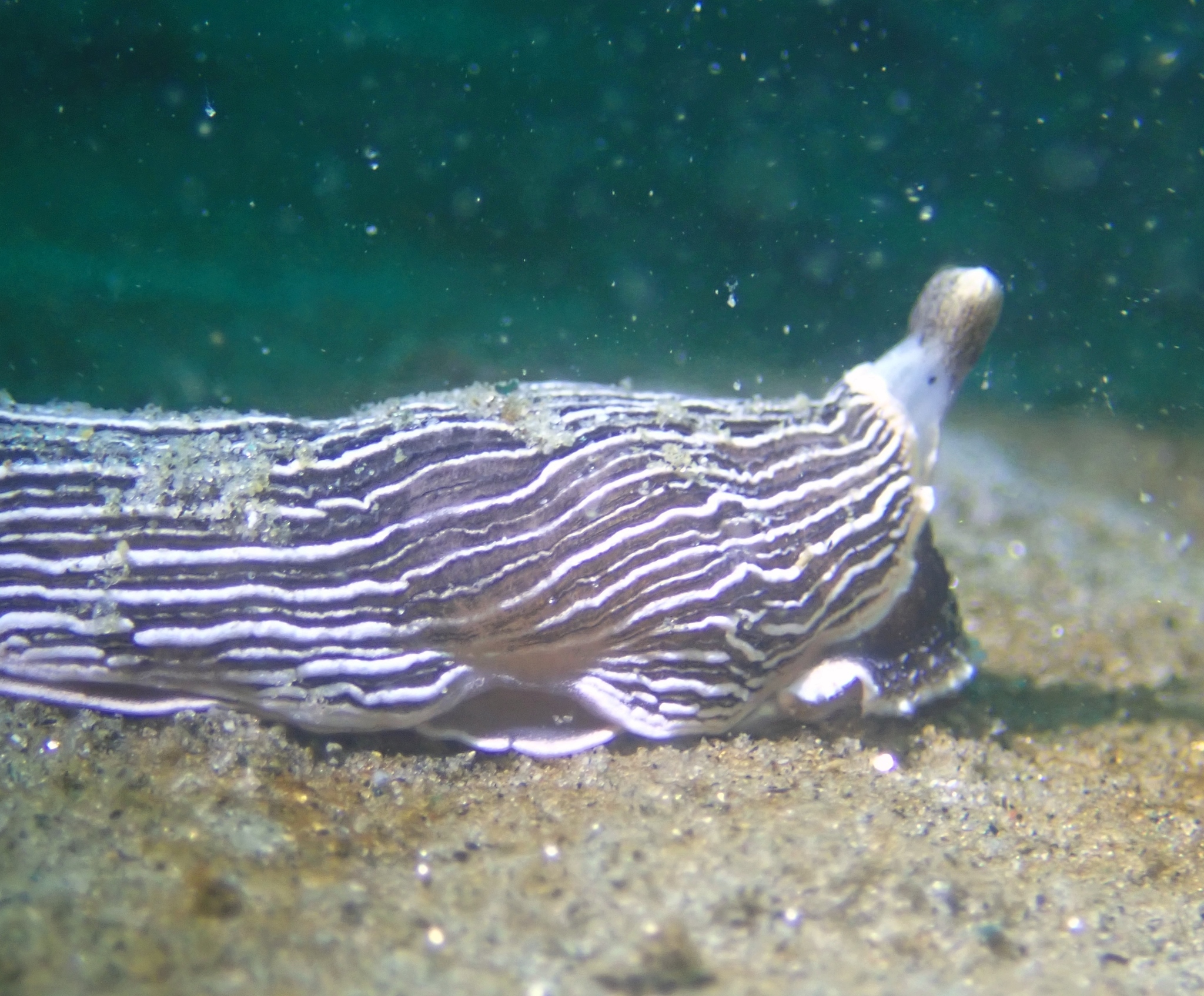 Armina californica (J.G.Cooper, 1863)