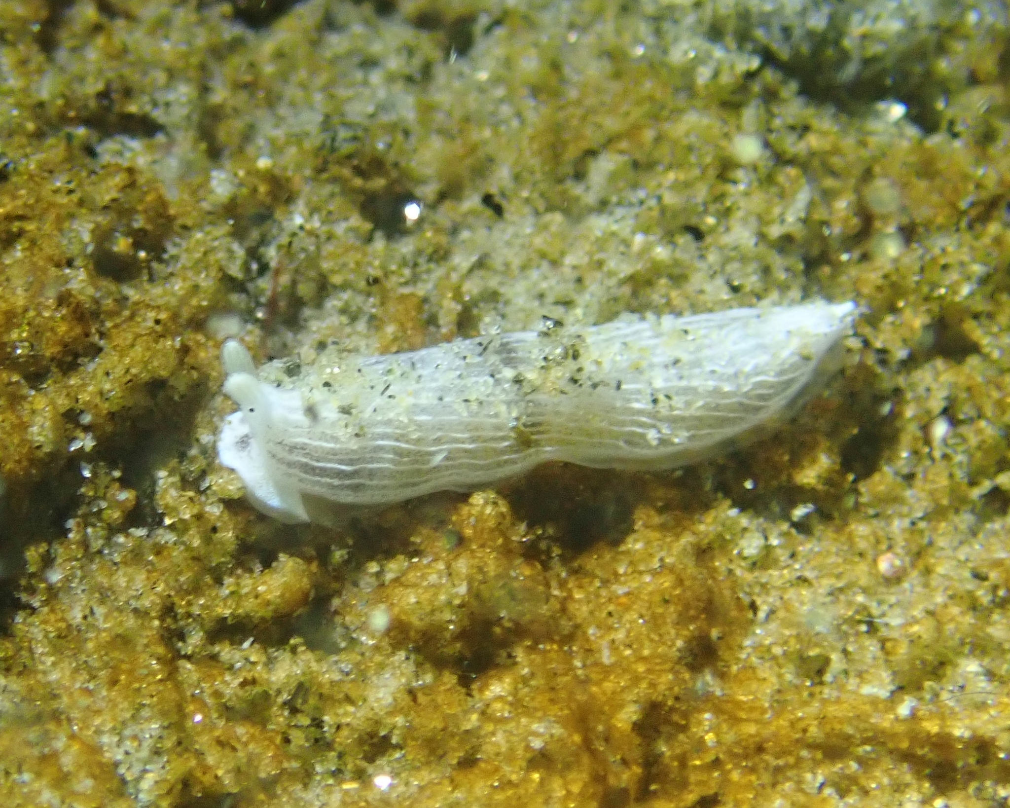 Armina californica (J.G.Cooper, 1863)