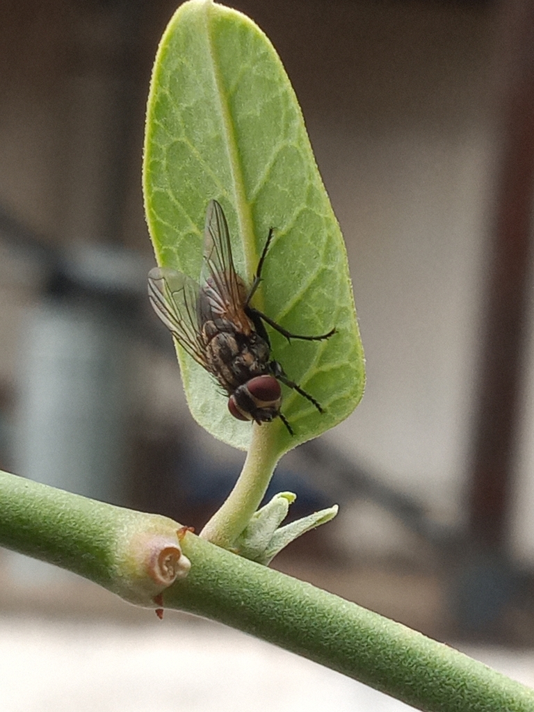Calyptrate Flies from C1417 CABA, Argentina on January 23, 2022 at 12: ...