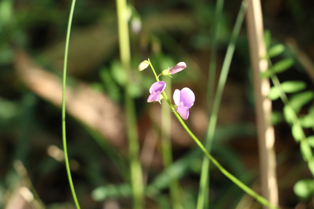 Slender Swainson-pea from Boonah, Queensland, Australia on January 23 ...