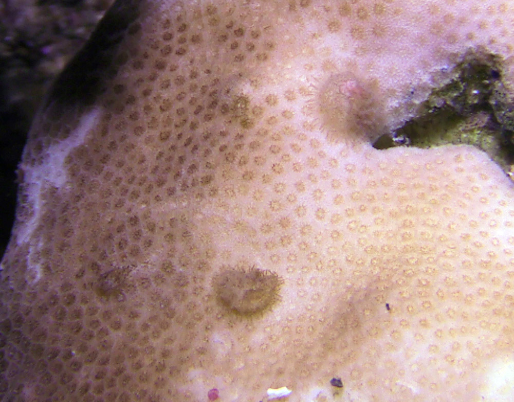 Pinufius rebus Er.Marcus & Ev.Marcus, 1960