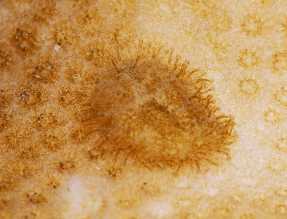 Pinufius rebus Er.Marcus & Ev.Marcus, 1960