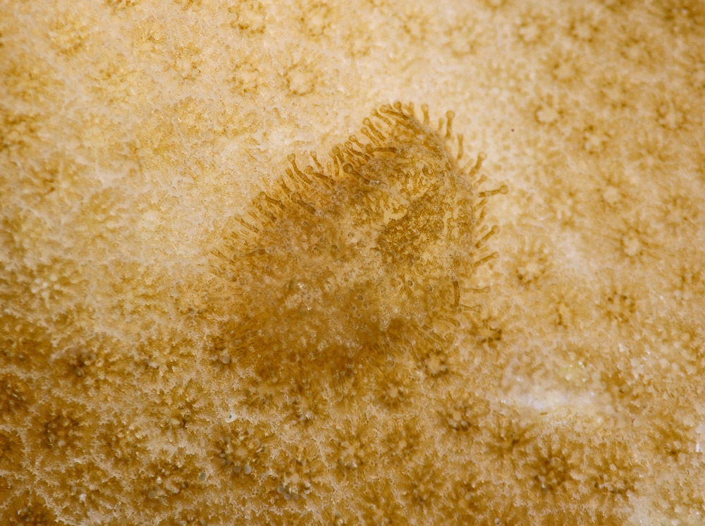 Pinufius rebus Er.Marcus & Ev.Marcus, 1960