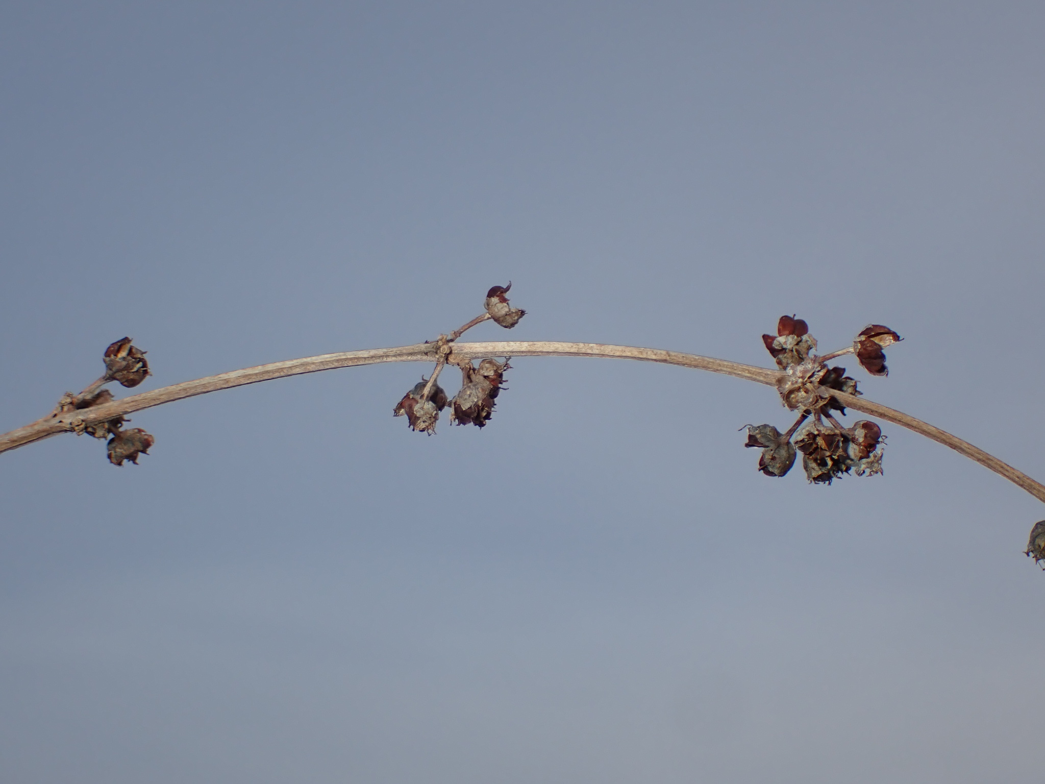 Decodon verticillatus (L.) Elliott