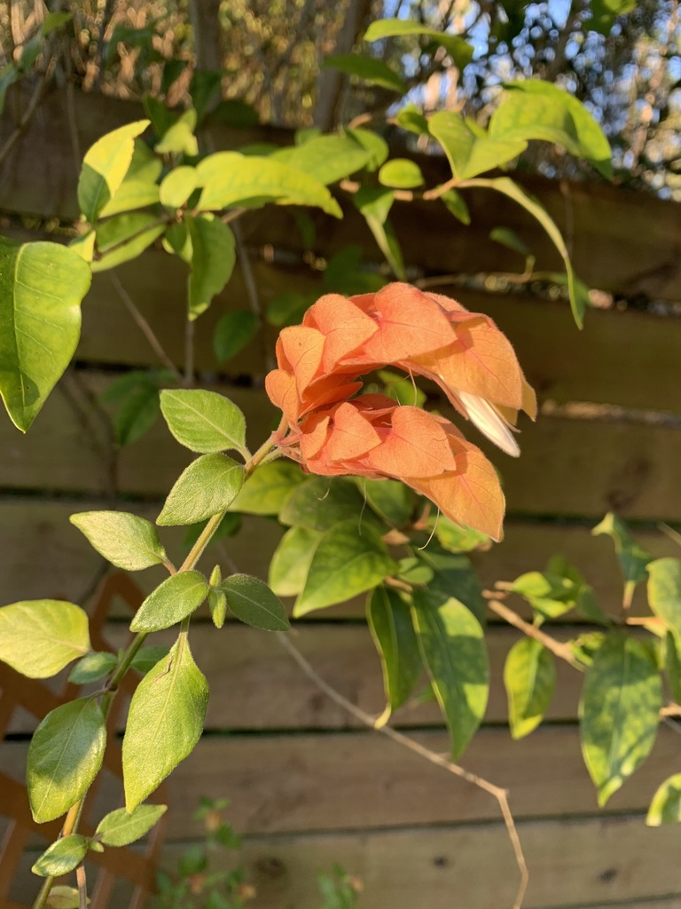 Shrimp plant from Alachua, Florida, United States on January 23, 2022 ...