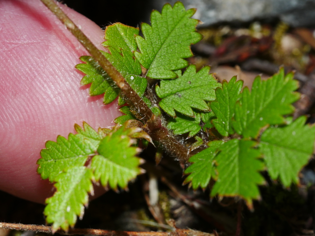 Biddy-biddy from Tasman District, Tasman, New Zealand on January 15 ...
