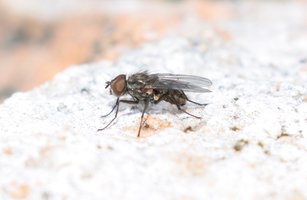 Root-maggot Flies from Αττική, Ελλάδα on January 16, 2022 at 02:05 PM ...