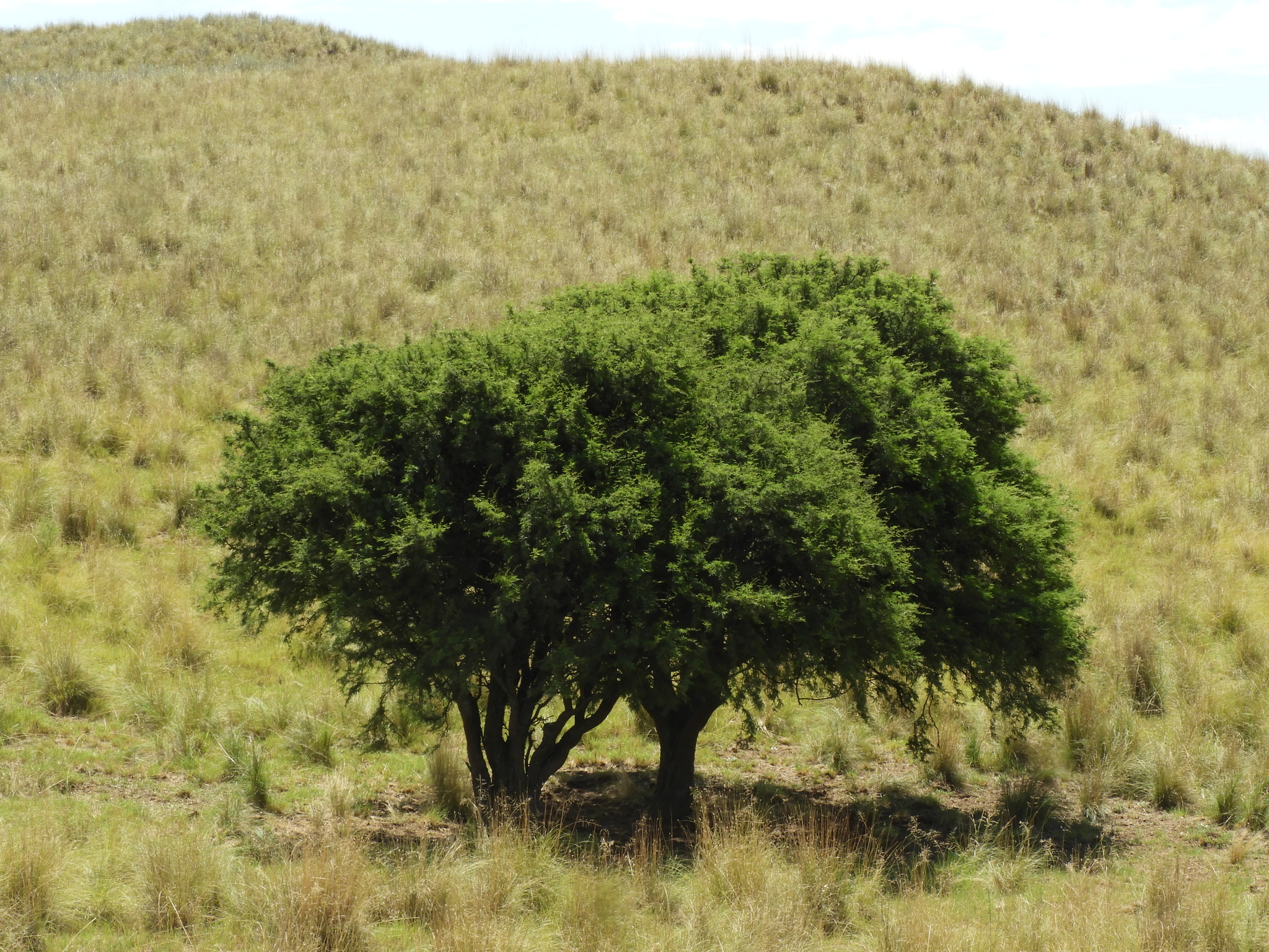 Prosopis caldenia Burkart