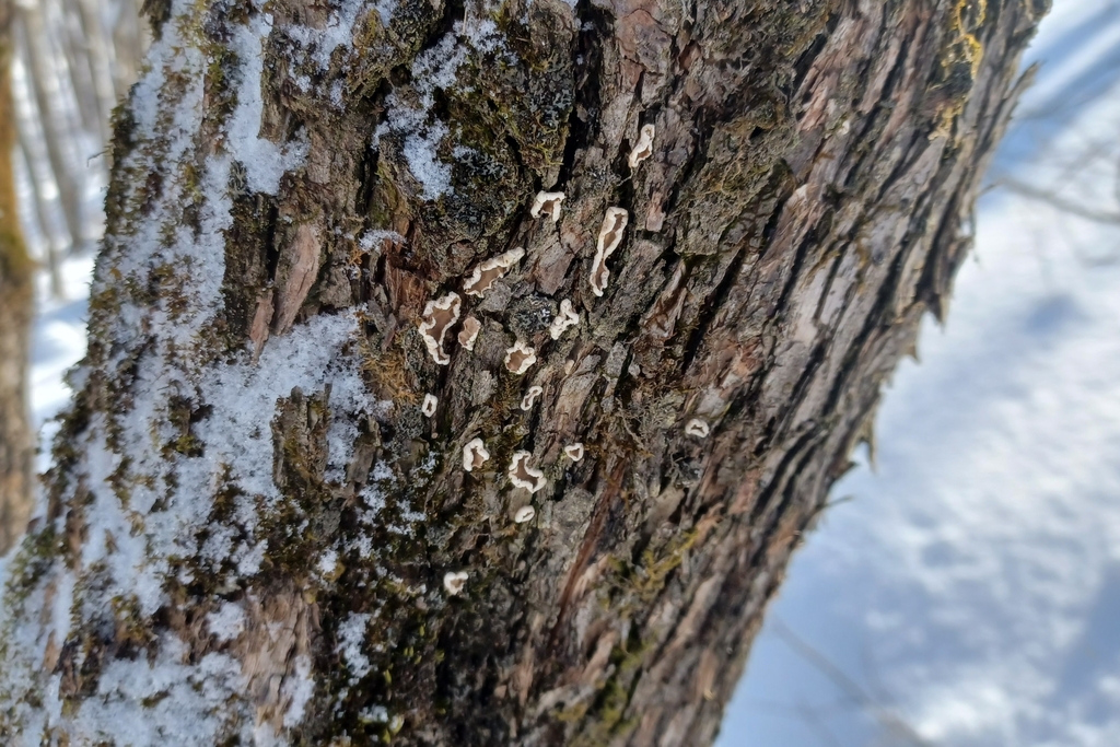 Smooth Patch Disease from Algonquin Provincial Park, Sproule Twp ...