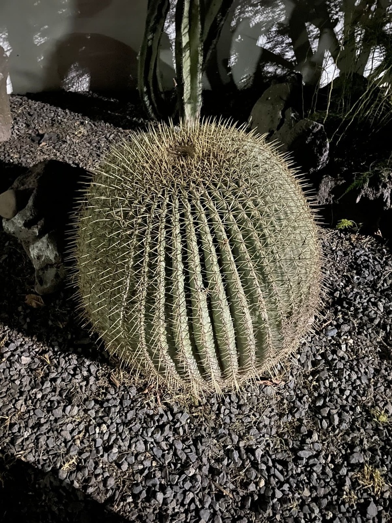 Ferocactus histrix in January 2022 by kenyacordova · iNaturalist