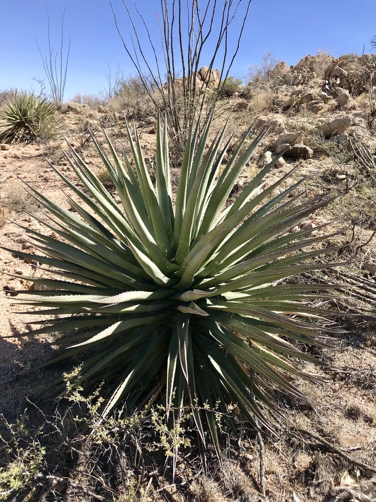 Palmer's agave (Agave palmeri) - Botanical Realm