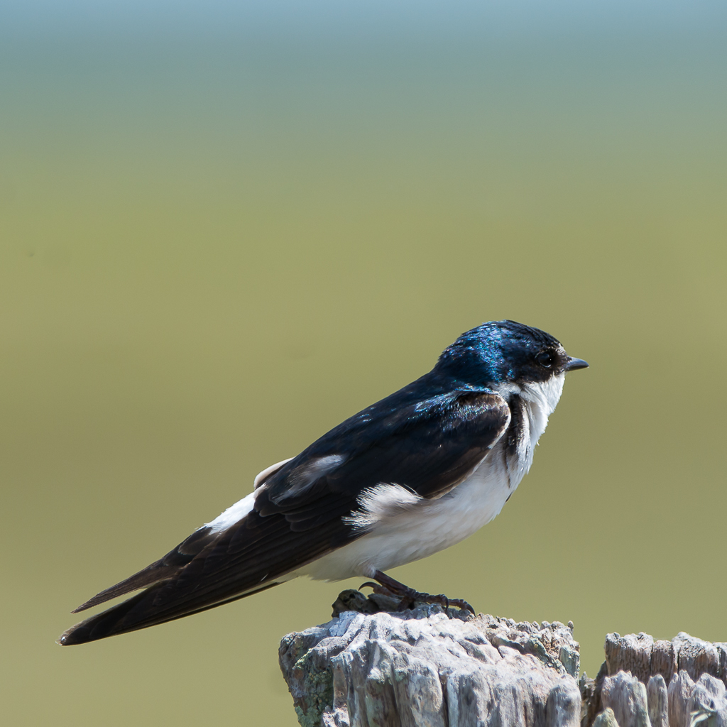 White-rumped Swallow from Mostardas, RS, 96270-000, Brasil on December ...