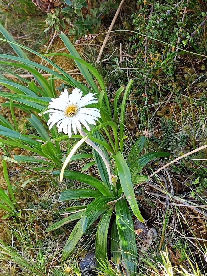 Common Mountain Daisy from Westland District, West Coast, New Zealand ...