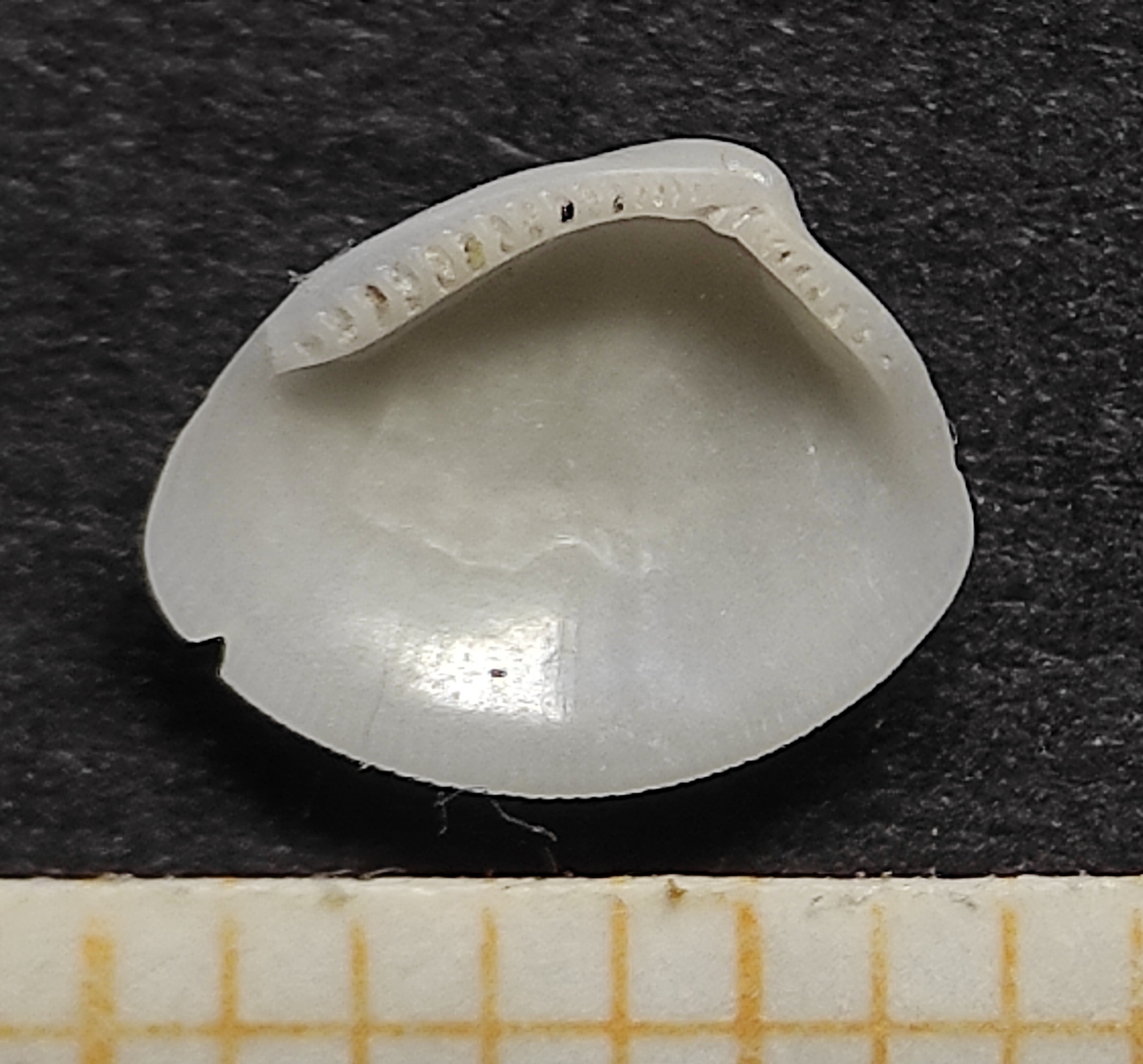 Nucula Lamarck, 1799