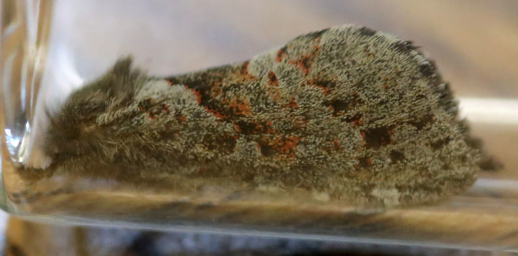 Phymatopus hectoides from Pinnacles National Park, San Benito ...