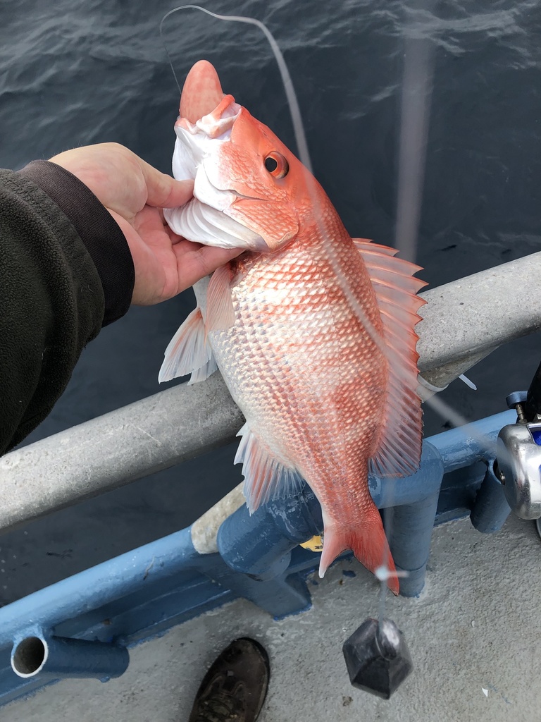 Northern Red Snapper in January 2022 by Jon McIntyre · iNaturalist