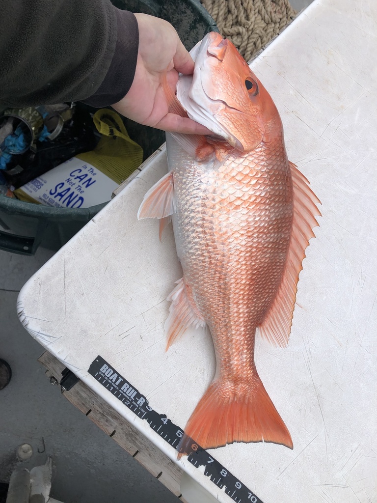 Northern Red Snapper in January 2022 by Jon McIntyre · iNaturalist