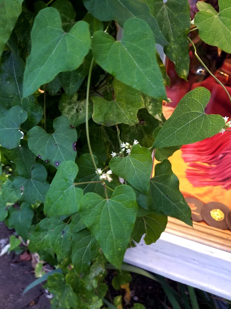 honey-vine climbing milkweed from Nashville, IN 47448, USA on October 2 ...