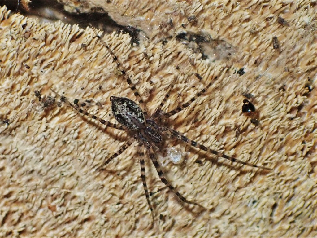 Sombrero Spider from Manawa Wetland, New Lynn, West Auckland, New ...