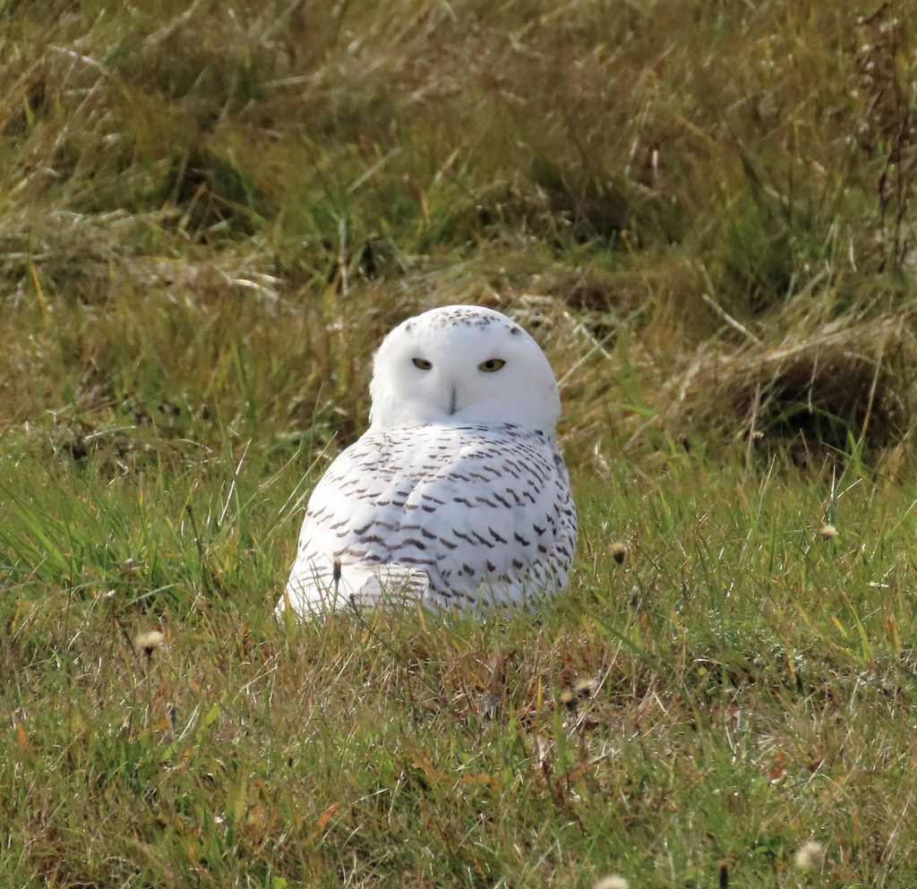 Snowy Owl from Edward F. Knapp State Airport, Barre, VT, US on November ...