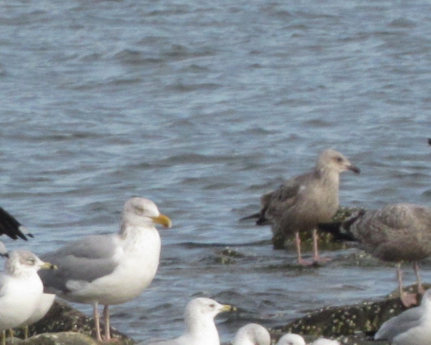 Herring Gull from Anne Arundel County, MD, USA on January 23, 2022 at ...
