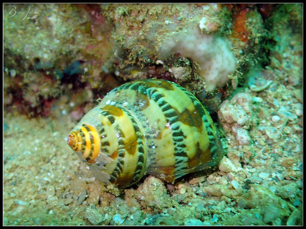Tapestry Turban Snail from Mont Dore on January 22, 2022 at 09:28 AM by ...