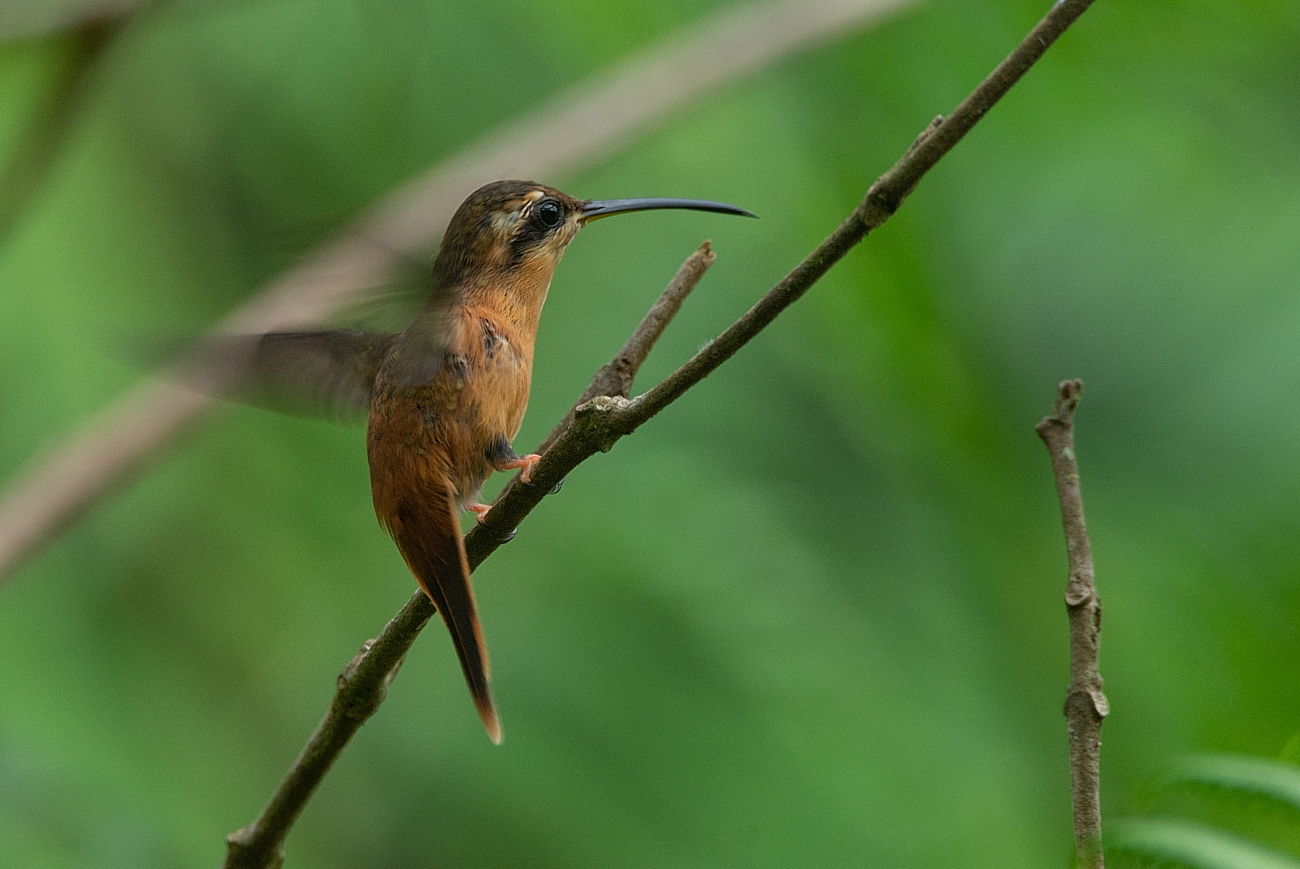Phaethornis ruber (Linnaeus, 1758)