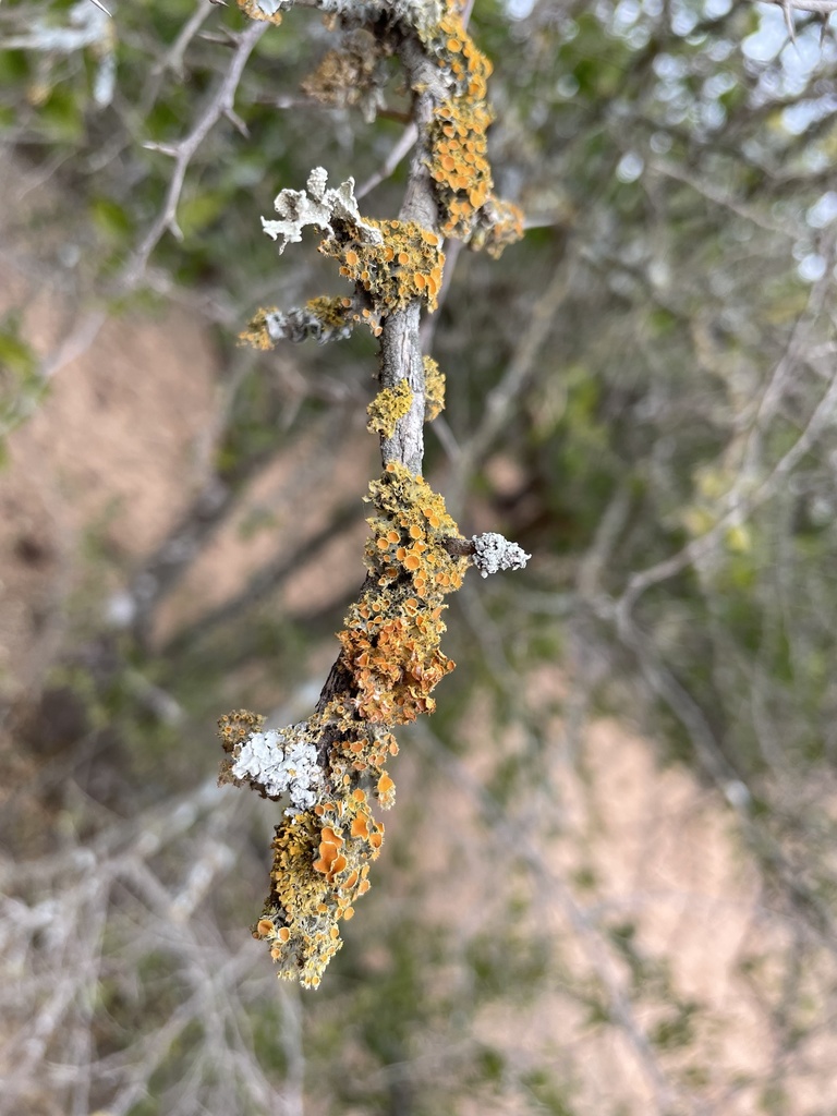 Golden-eye Lichen from Pearsall, TX, US on January 23, 2022 at 05:05 PM ...