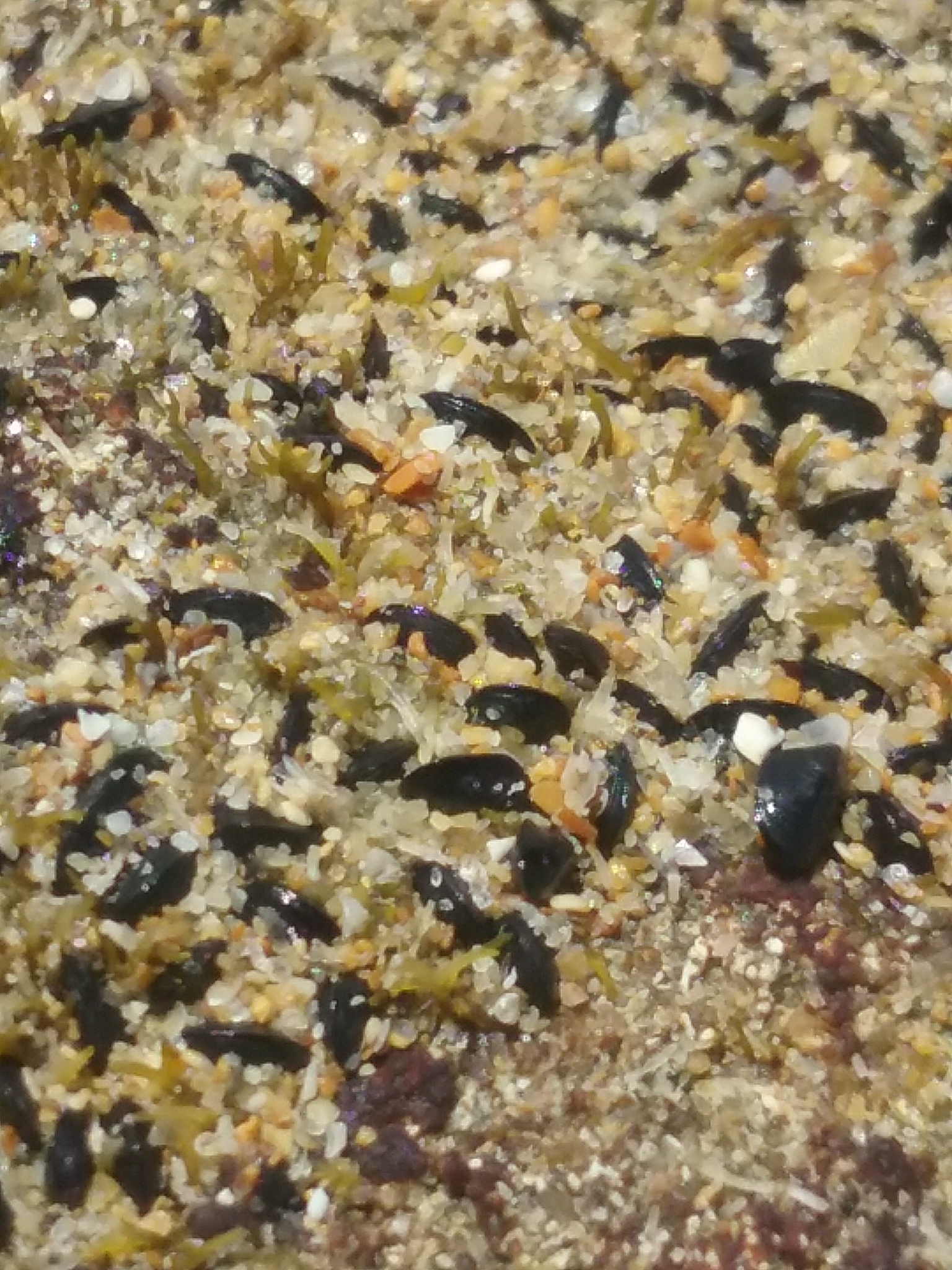 Xenostrobus pulex (Lamarck, 1819)