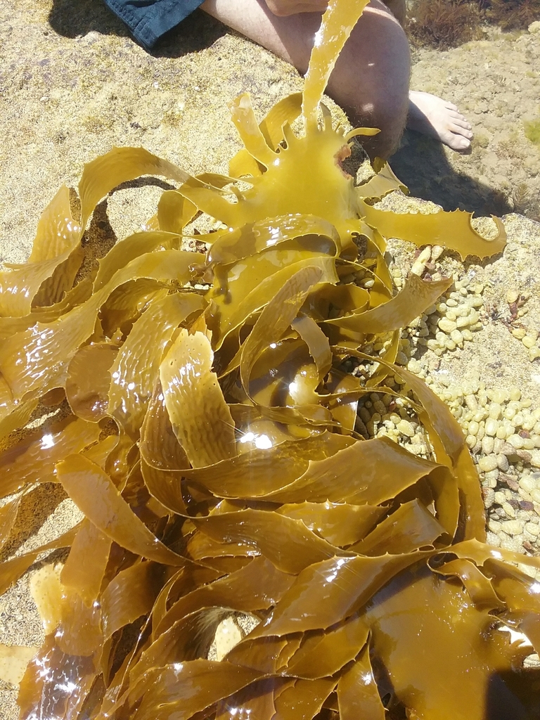 Common Kelp from Queenscliff Low Light, Point Lonsdale VIC 3225 ...