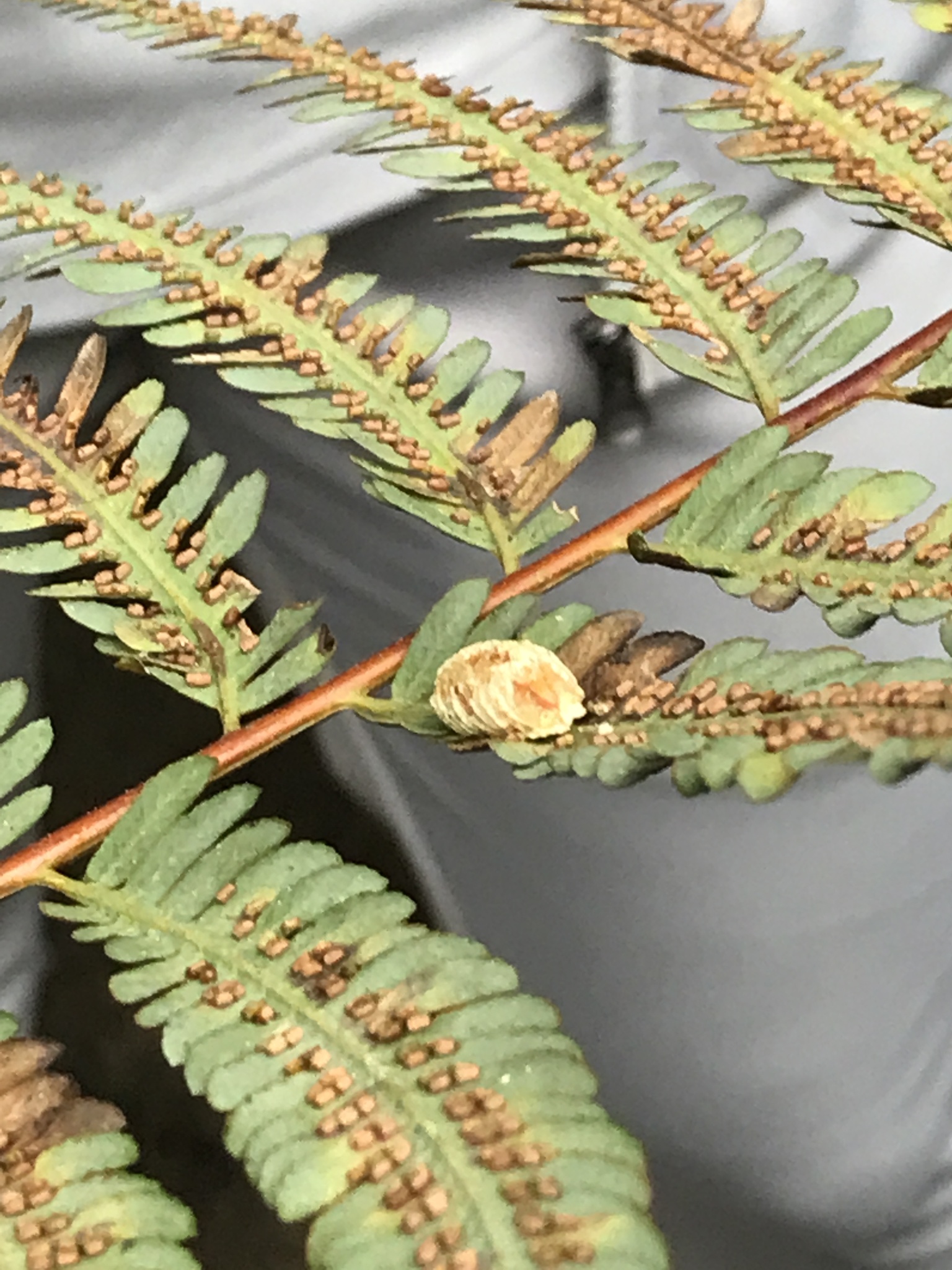 Cibotium barometz (L.) J.Sm.