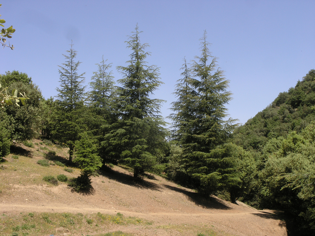 Atlas cedar from Morocco, Middle Atlas Mts, Azrou, Esbsab environs, a ...