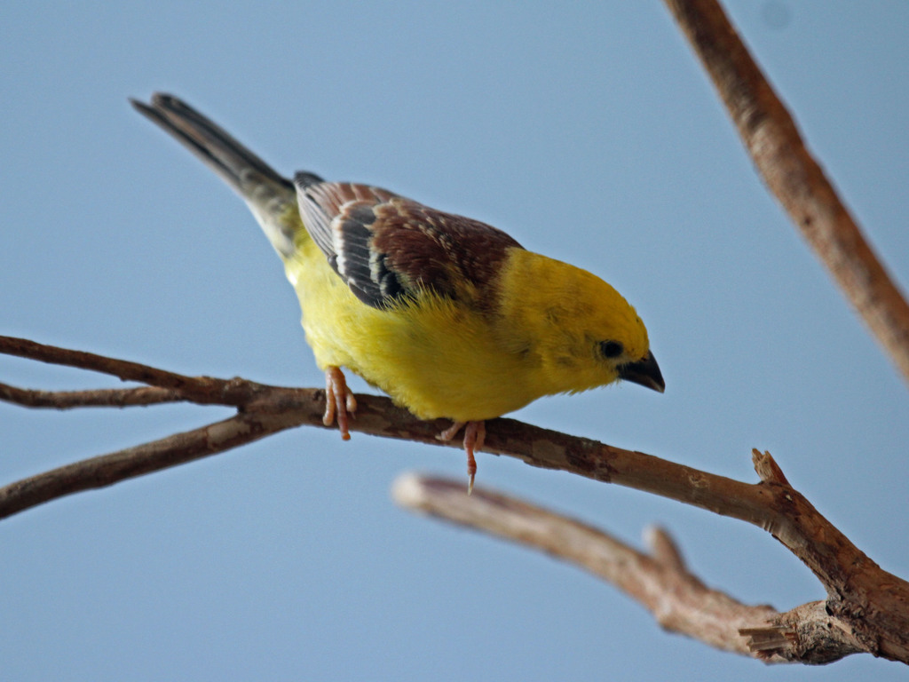 Sudan Golden Sparrow (Passer luteus) - Avian Discovery