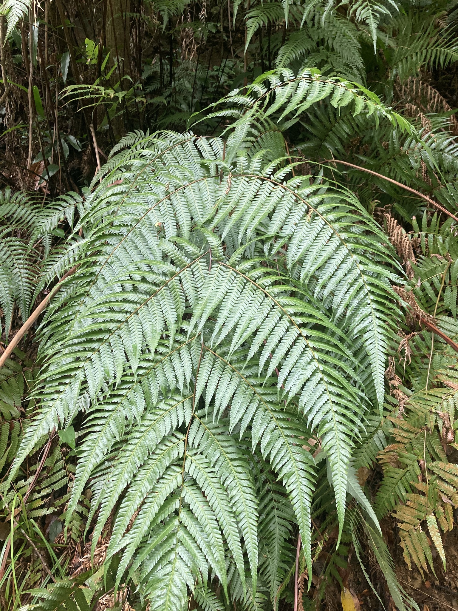 Cibotium barometz (L.) J.Sm.