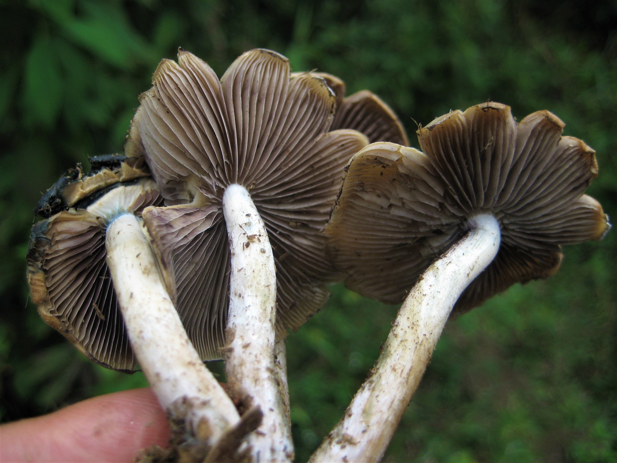 Psilocybe caerulescens Murrill