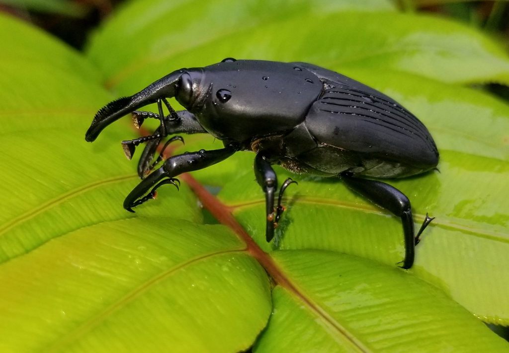 Picudo negro de la palma desde San Jorge-Tumaco, Barbacoas, Nariño ...