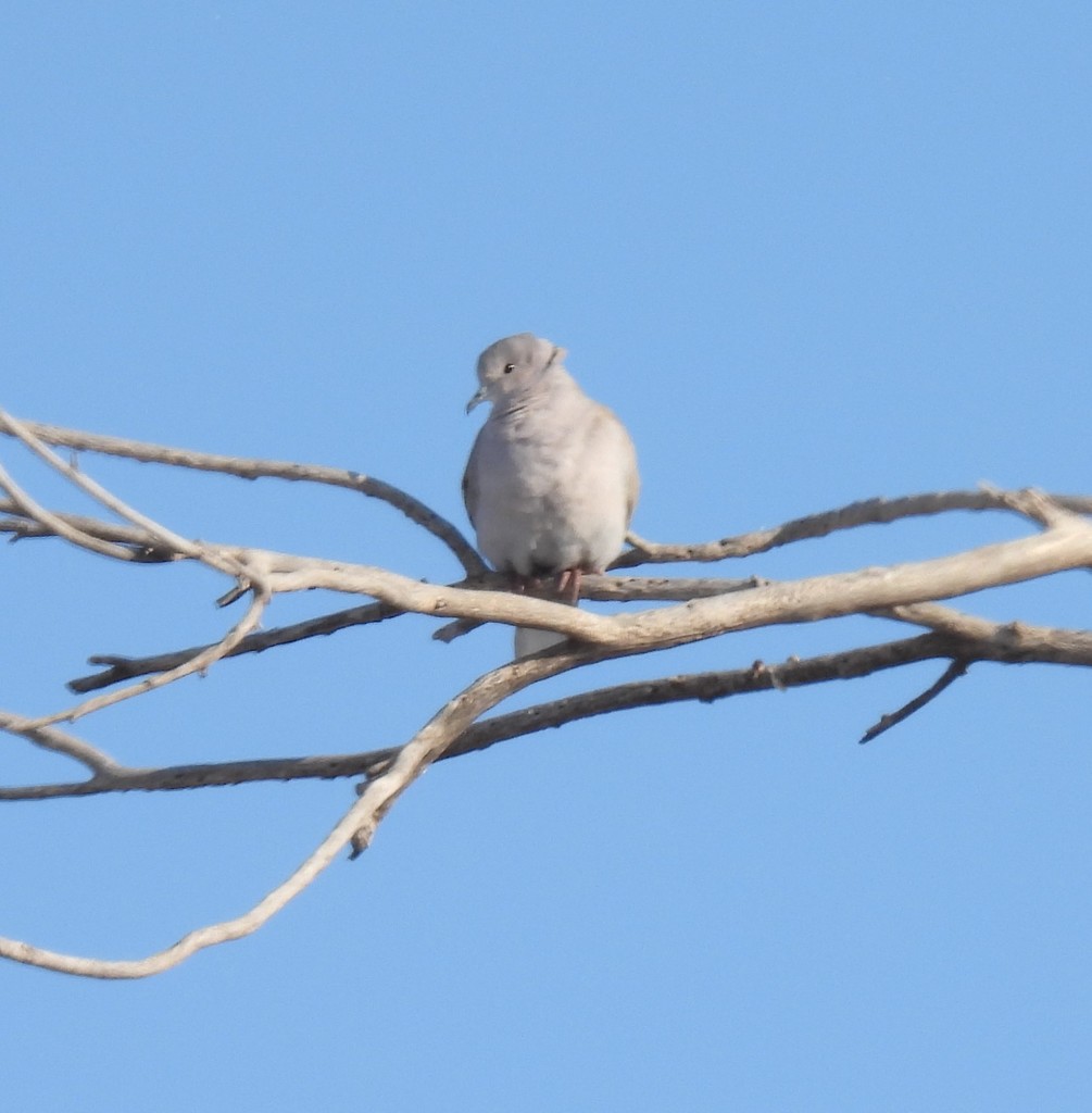 Eurasian Collared-Dove from Campo, Baca Co., Colorado on January 20 ...