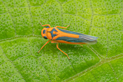 Kolla pupula · iNaturalist