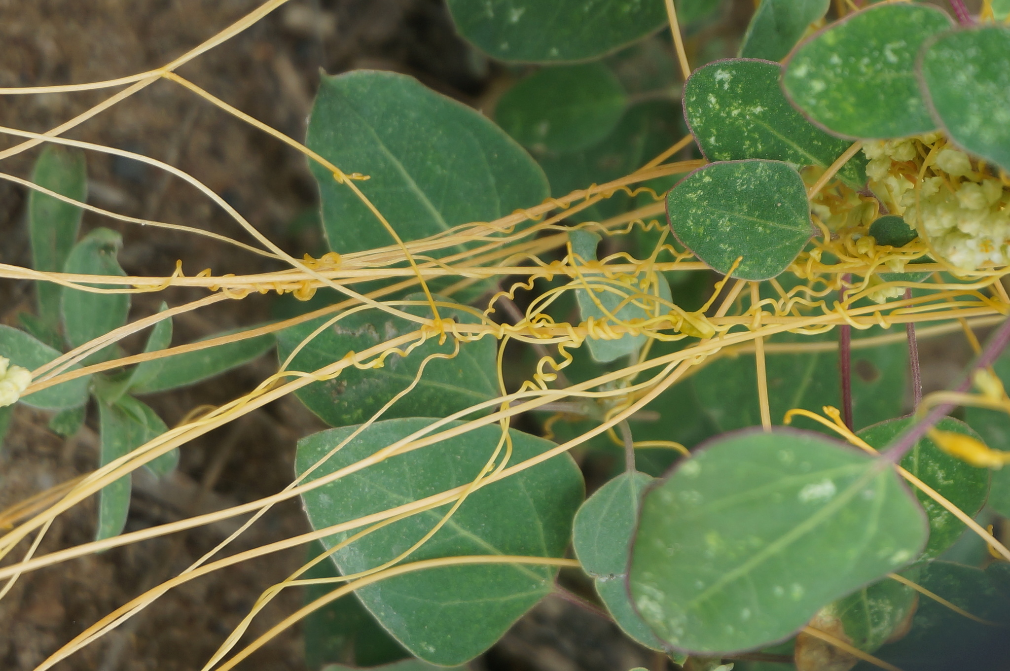 Cuscuta chinensis Lam.