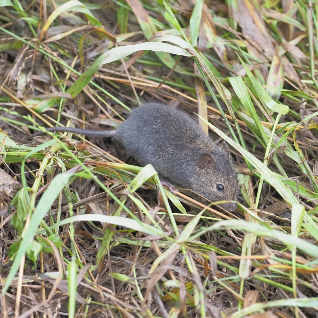 Australian Swamp Rat from Orbost VIC 3888, Australia on January 19 ...