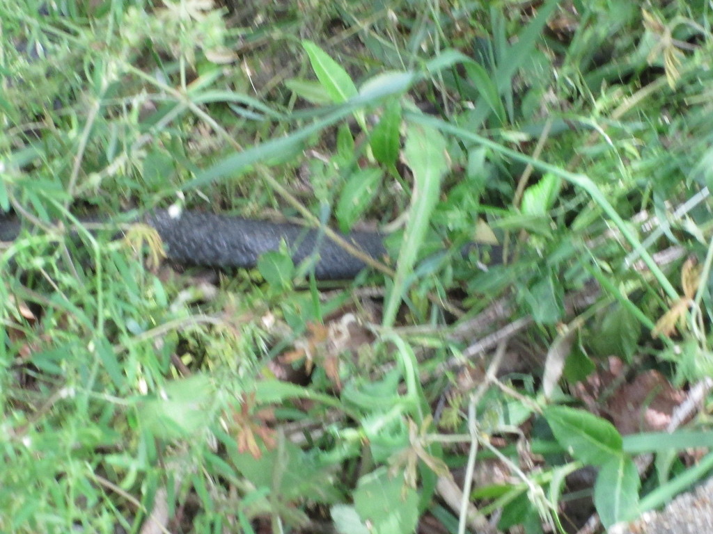 Colubrid Snakes from Northwest Raleigh, Raleigh, NC, USA on May 7, 2018 ...