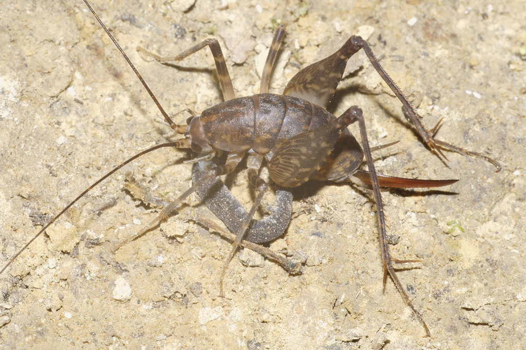 New Zealand peripatus from Wilton, Wellington, Neuseeland on January 22 ...