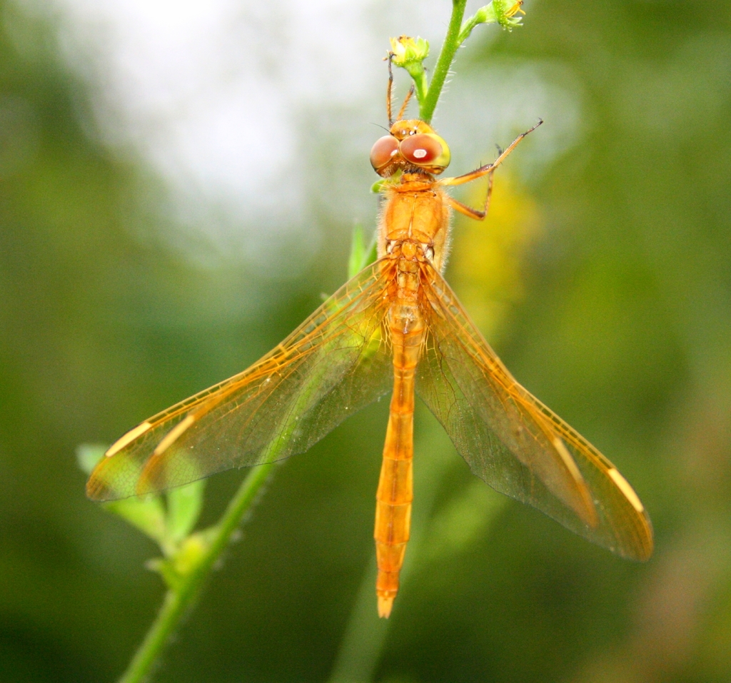 Sympetrum uniforme from Рязановка, Приморский край, Россия, 692701 on ...