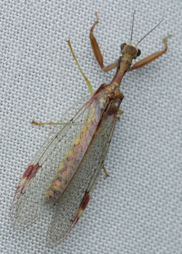 Ditaxis meridiei from Main Ridge VIC 3928, Australia on January 22 ...