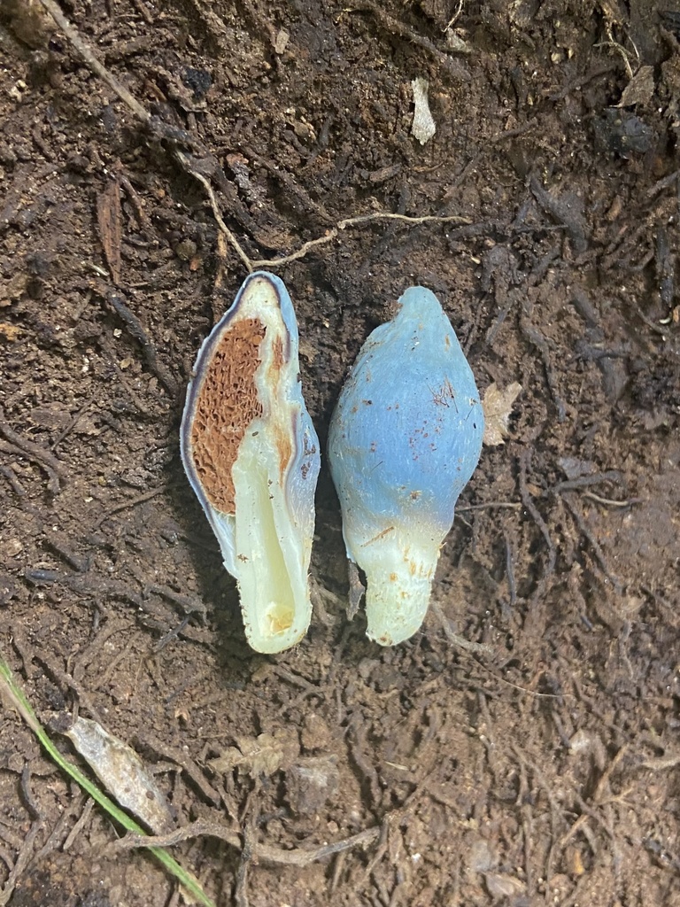 Blue Pouch Fungus from Mount Pirongia Forest Park, Pirongia Forest Park ...