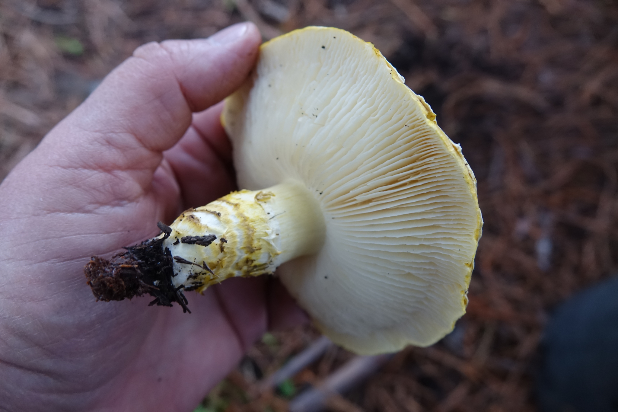 Floccularia albolanaripes (G.F.Atk.) Redhead