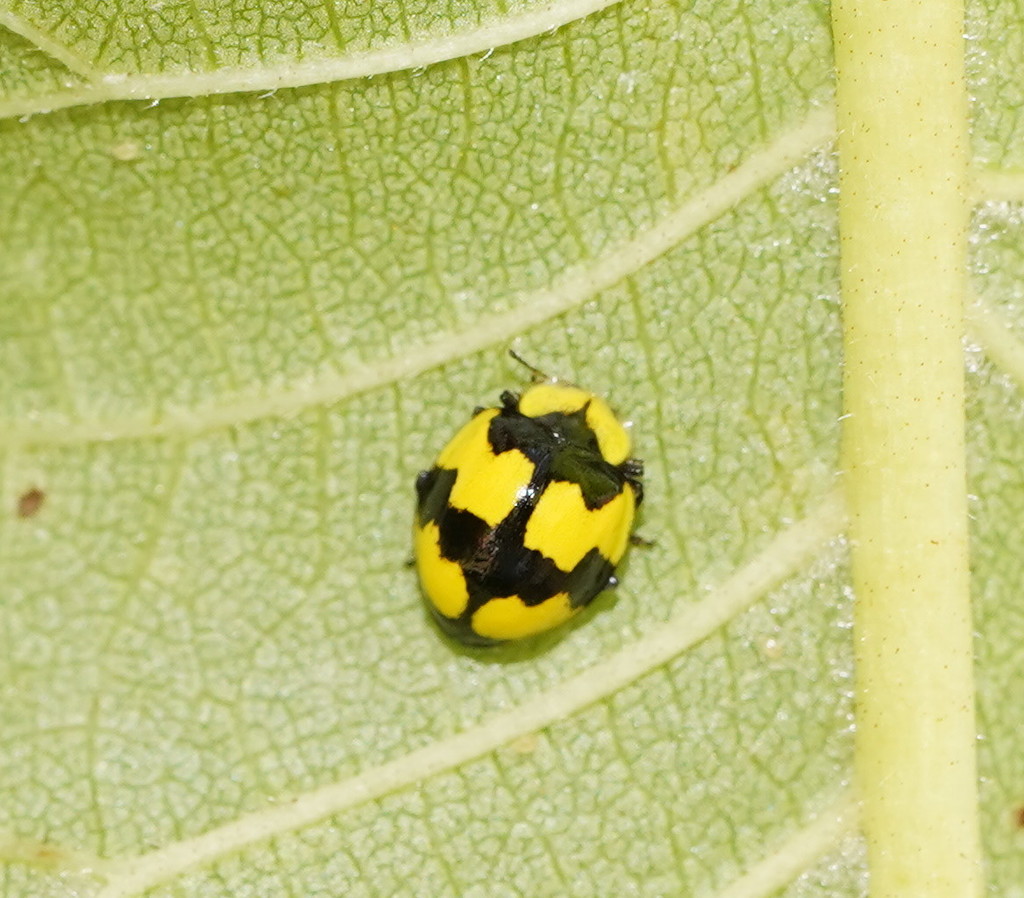 Fungus-eating ladybird from Wangaratta VIC 3677, Australia on January ...